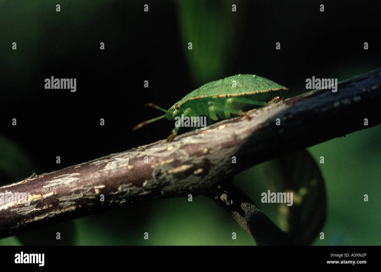 zoology / animals, insect, bugs, Green shieldbug, (Palomena prasina ...