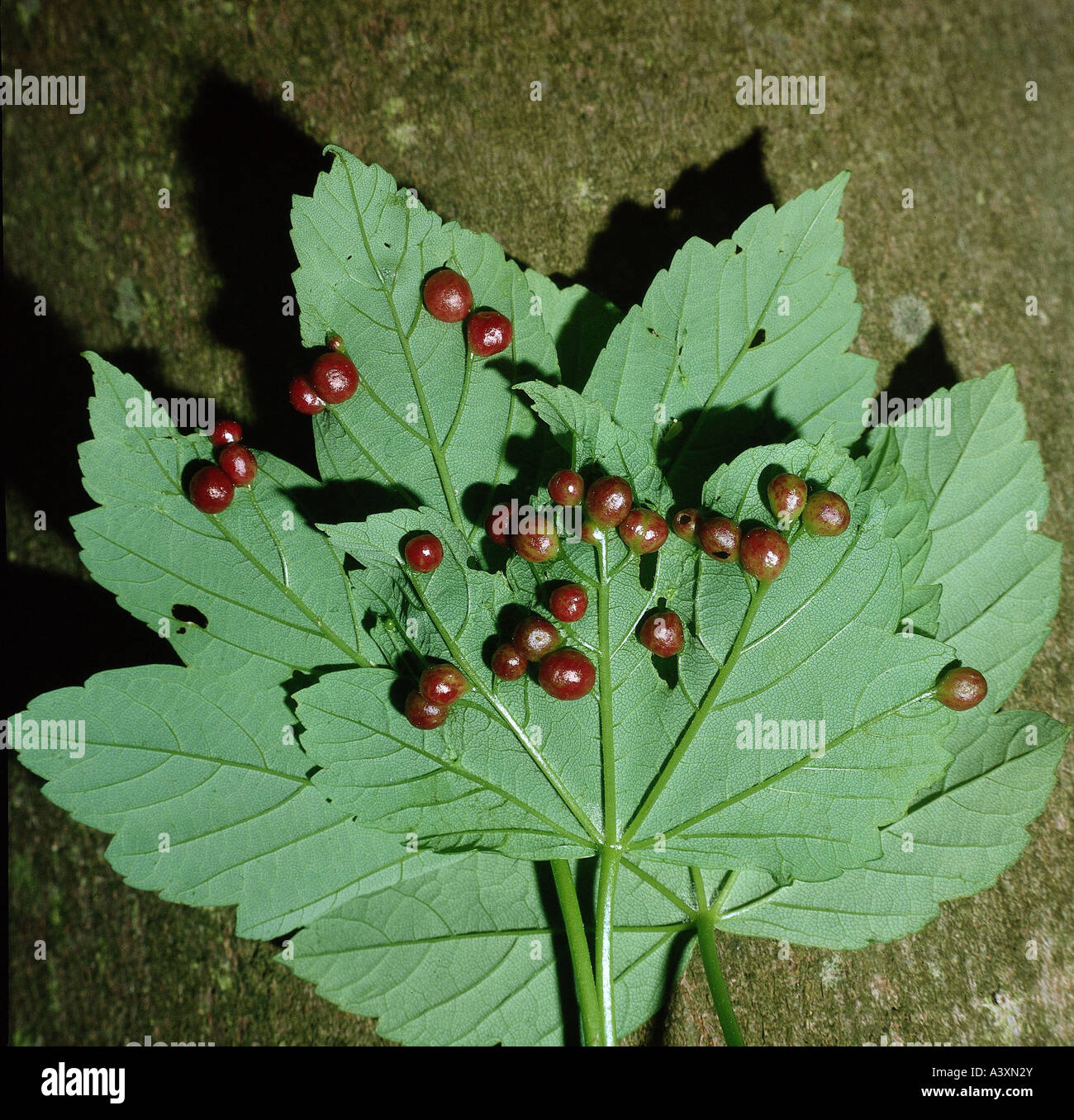 zoology / animals, insects, wasps, development, larva of Gall wasp ...