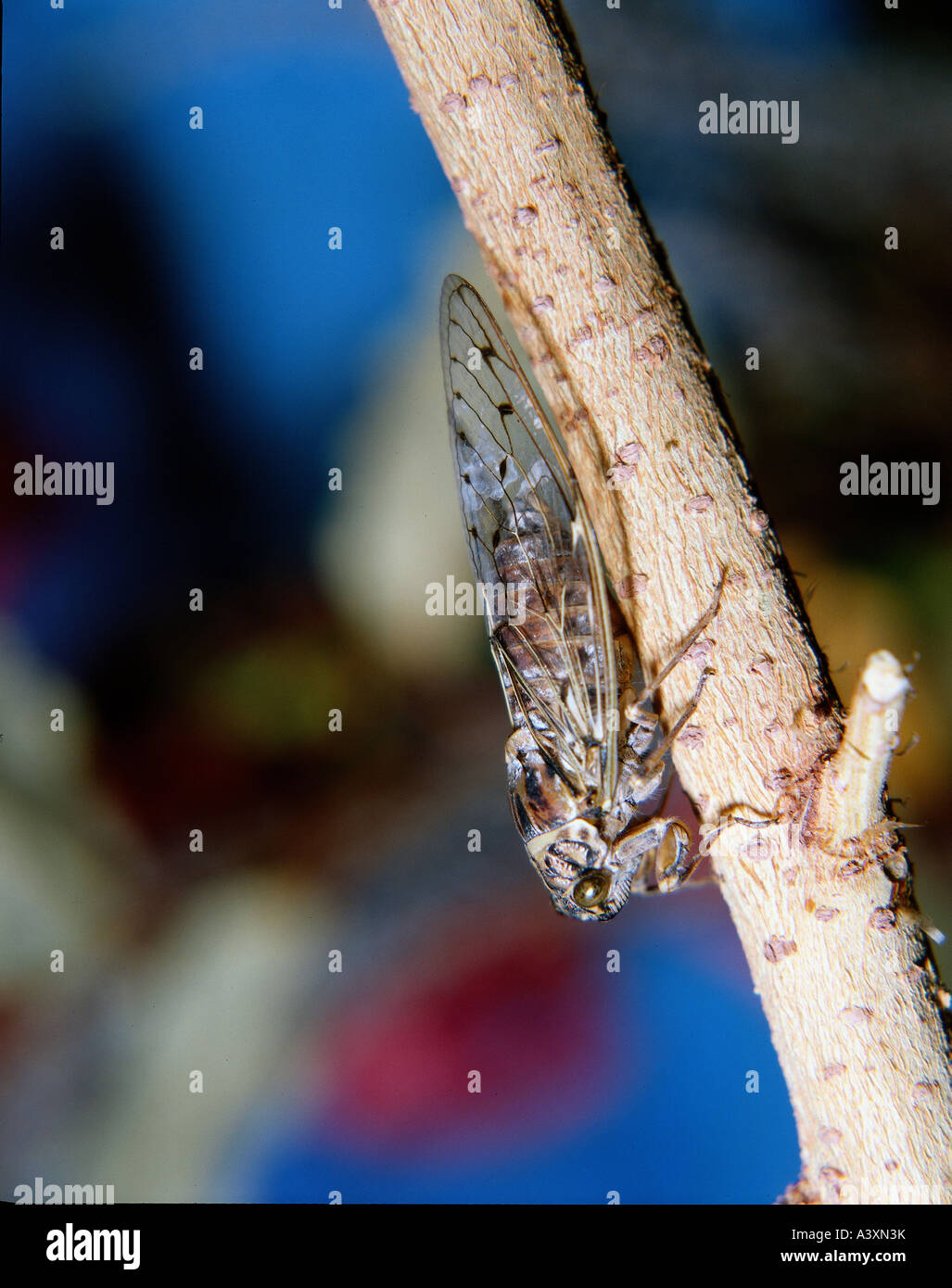 zoology / animals, insects, Cicada, Giant Cicada, (Pomponia imperatoria ...