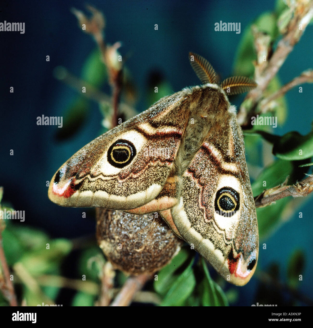 zoology / animals, insect, butterflies, Lesser Emperor moth, (Eudia ...