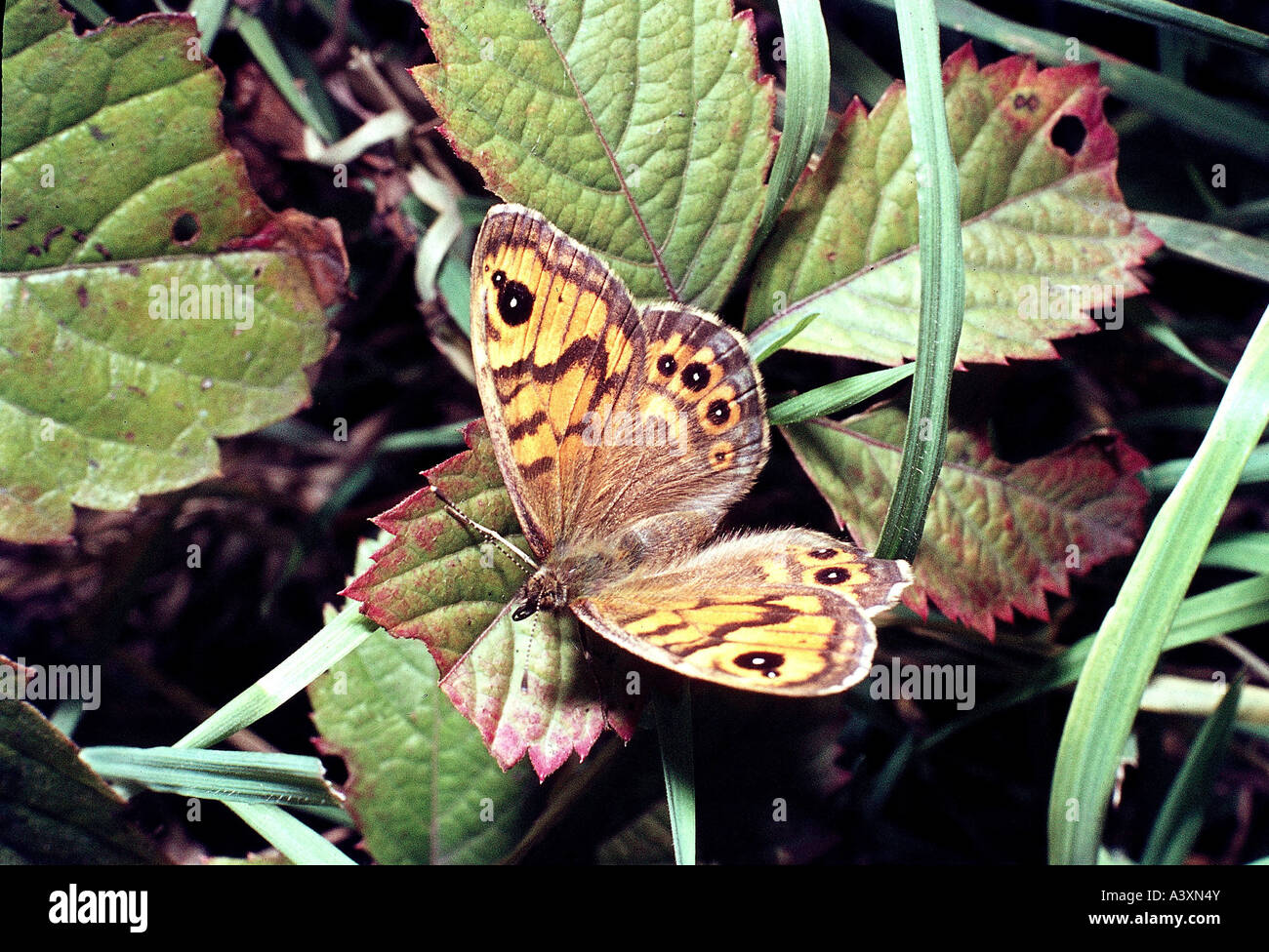 zoology / animals, insect, butterflies, Wall, (Lasiommata megera), on ...