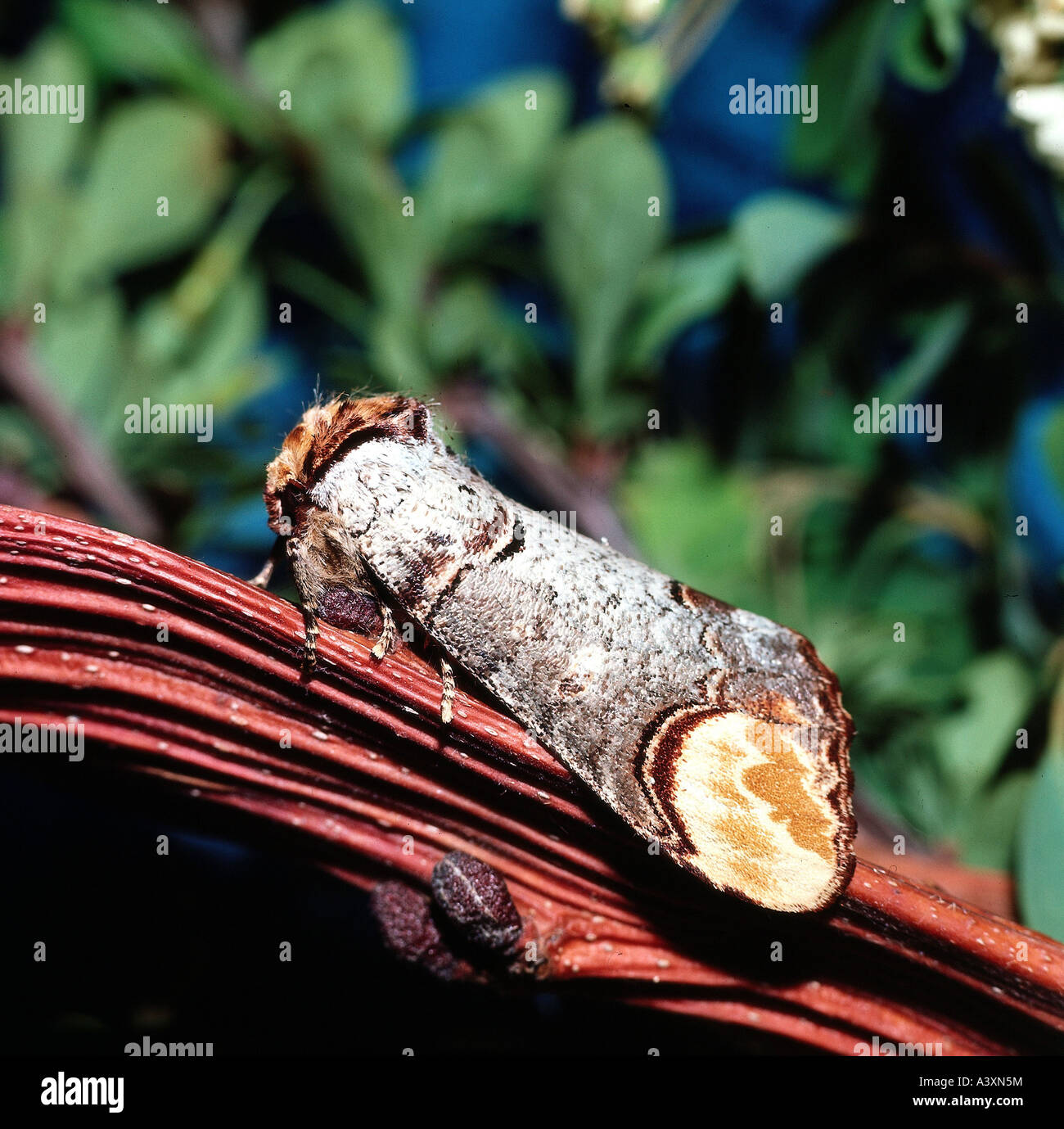 Moon moths hi-res stock photography and images - Alamy