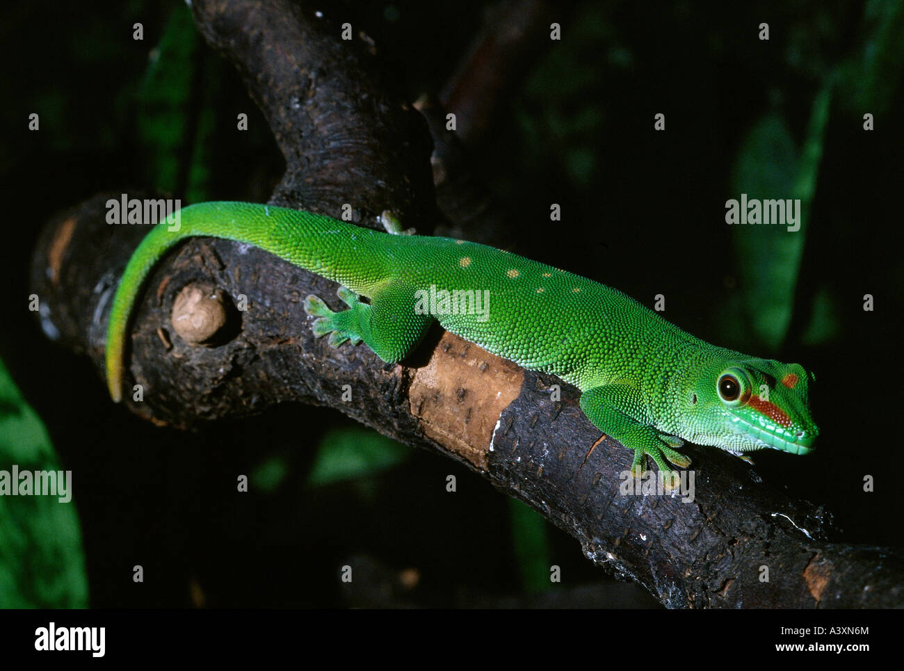 zoology / animals, reptile, geckos, Madagascar giant day gecko ...