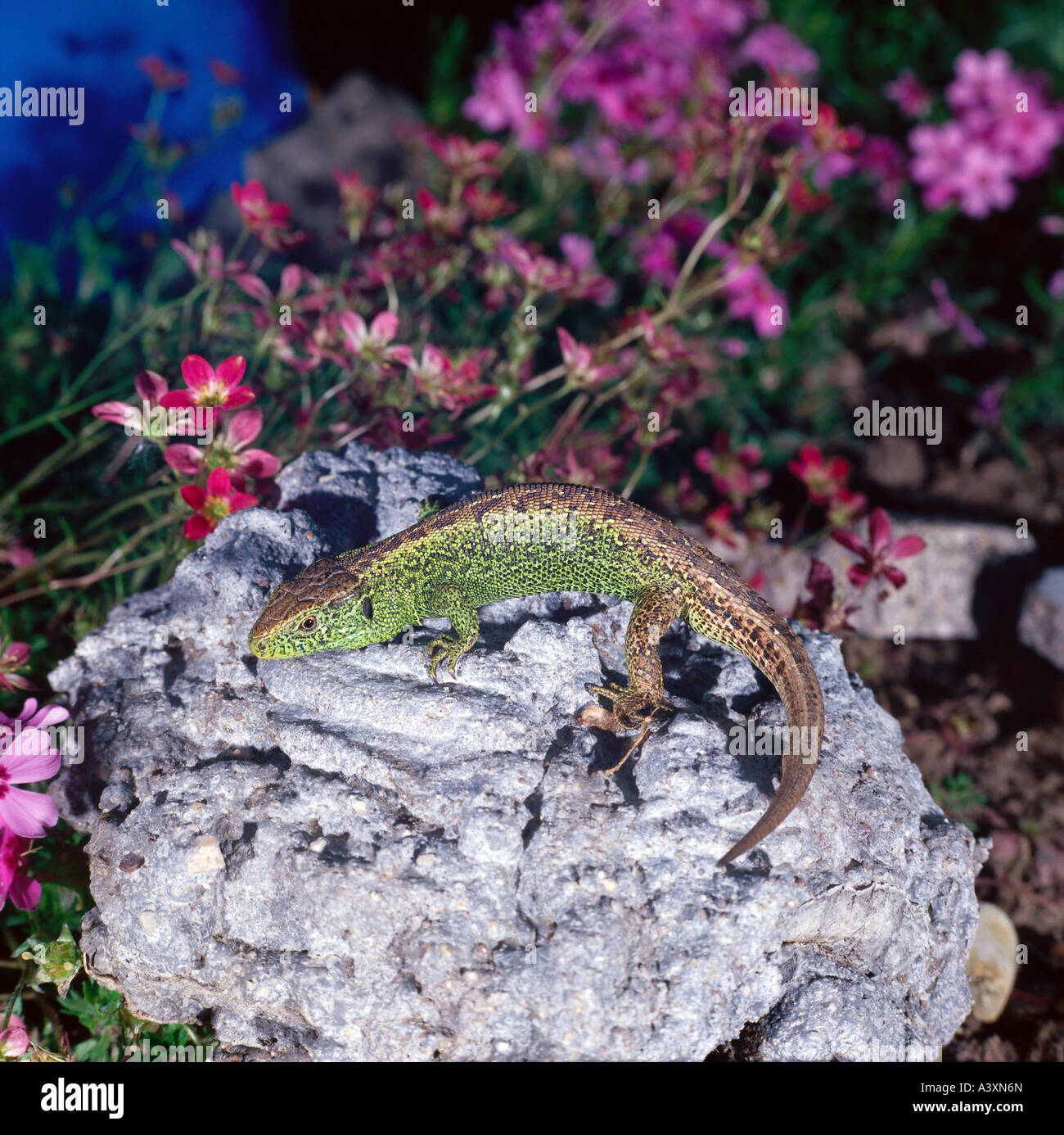 zoology / animals, reptiles, lizards, Sand Lizard, on stone ...