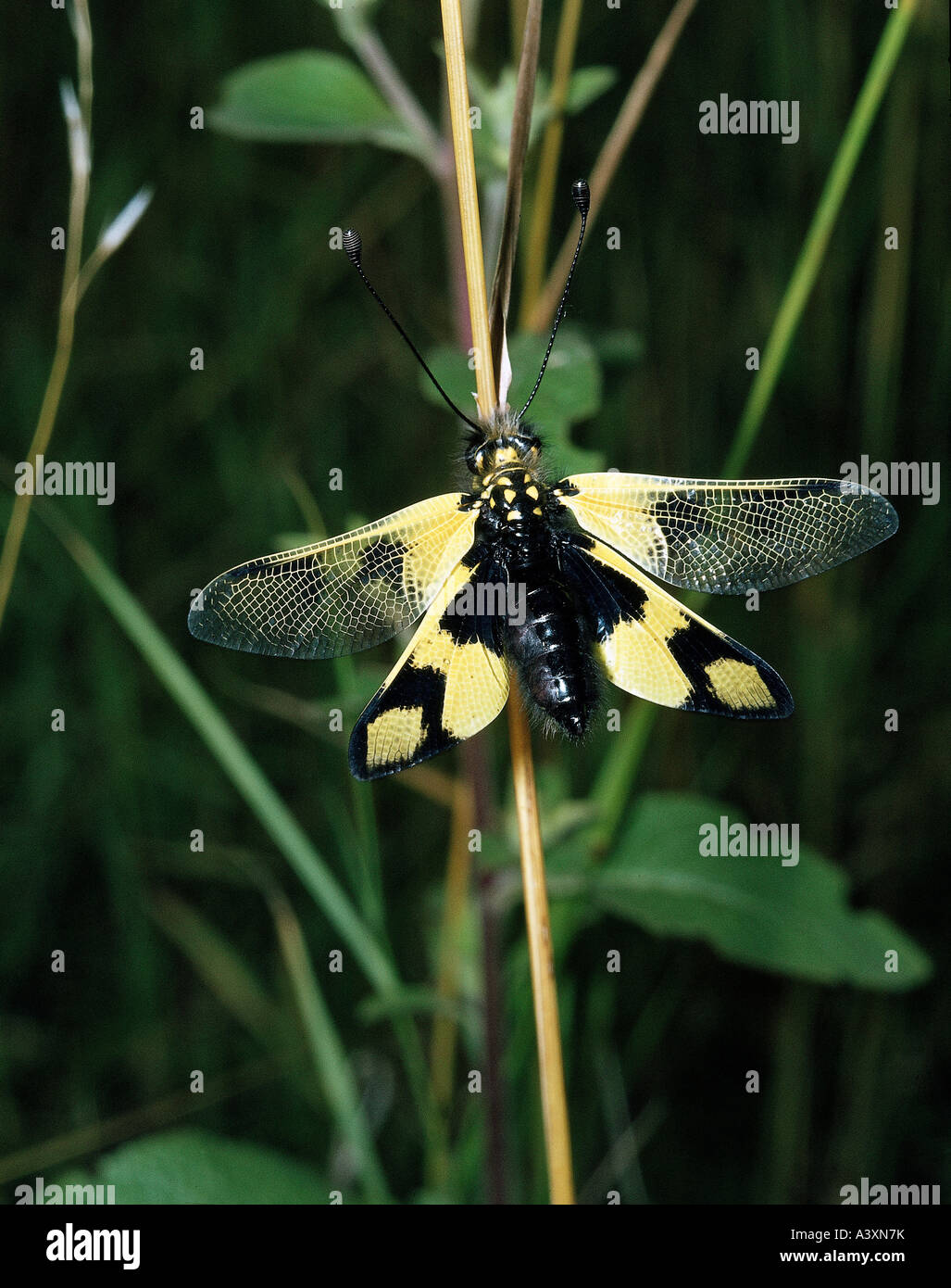 zoology / animals, insect, Butterflies, Yellow Ascalaphus Fly ...