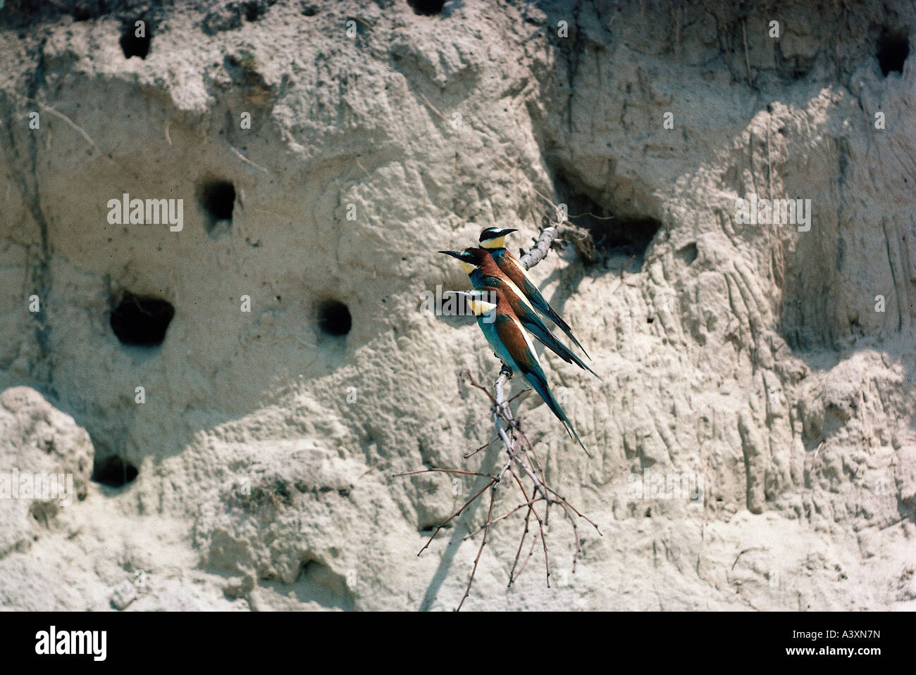 Three birds in front of living caves hi-res stock photography and ...
