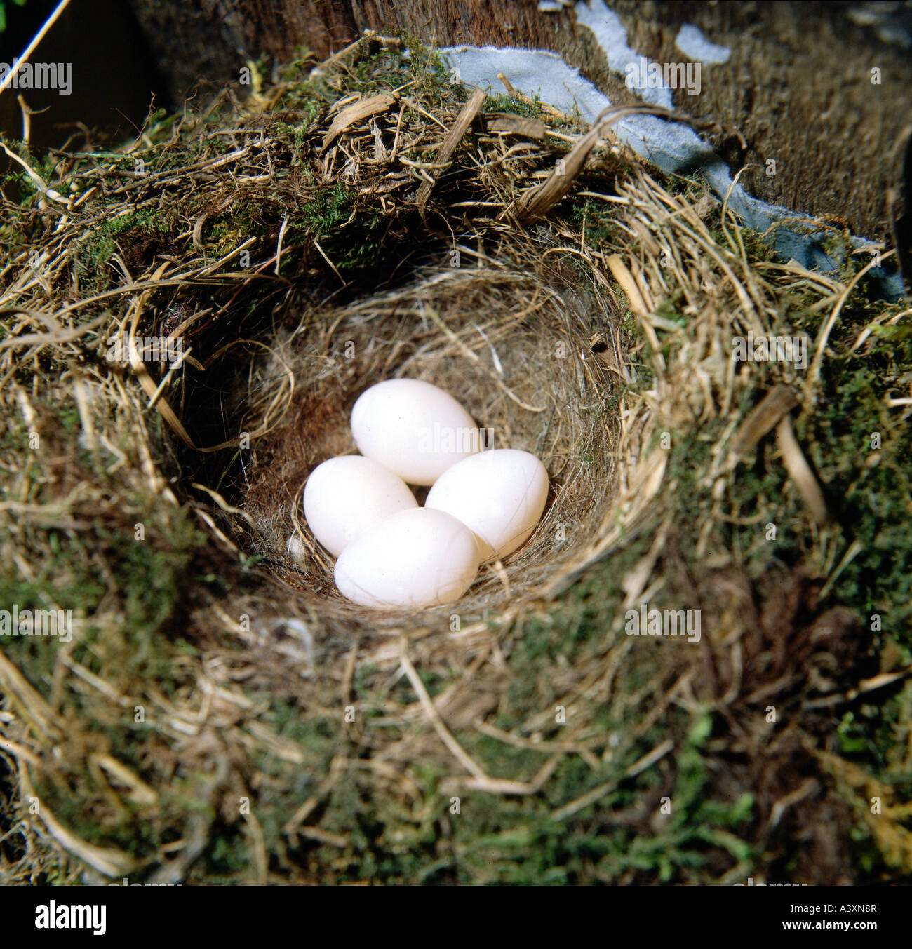 zoology / animals, avian / birds, Black Redstart, (Phoenicurus ochruros ...