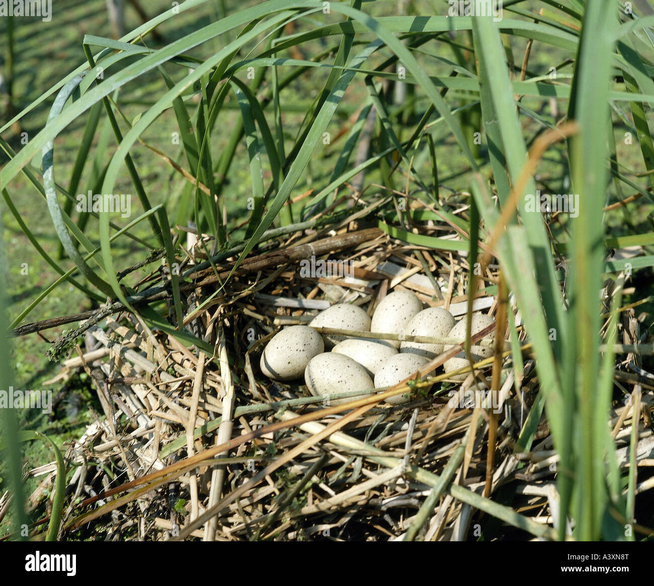 Eurasian coot nest and egg hi-res stock photography and images - Alamy