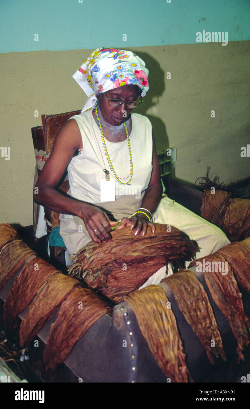 Partagas Cigar Factory in Havana Cuba Stock Photo - Alamy
