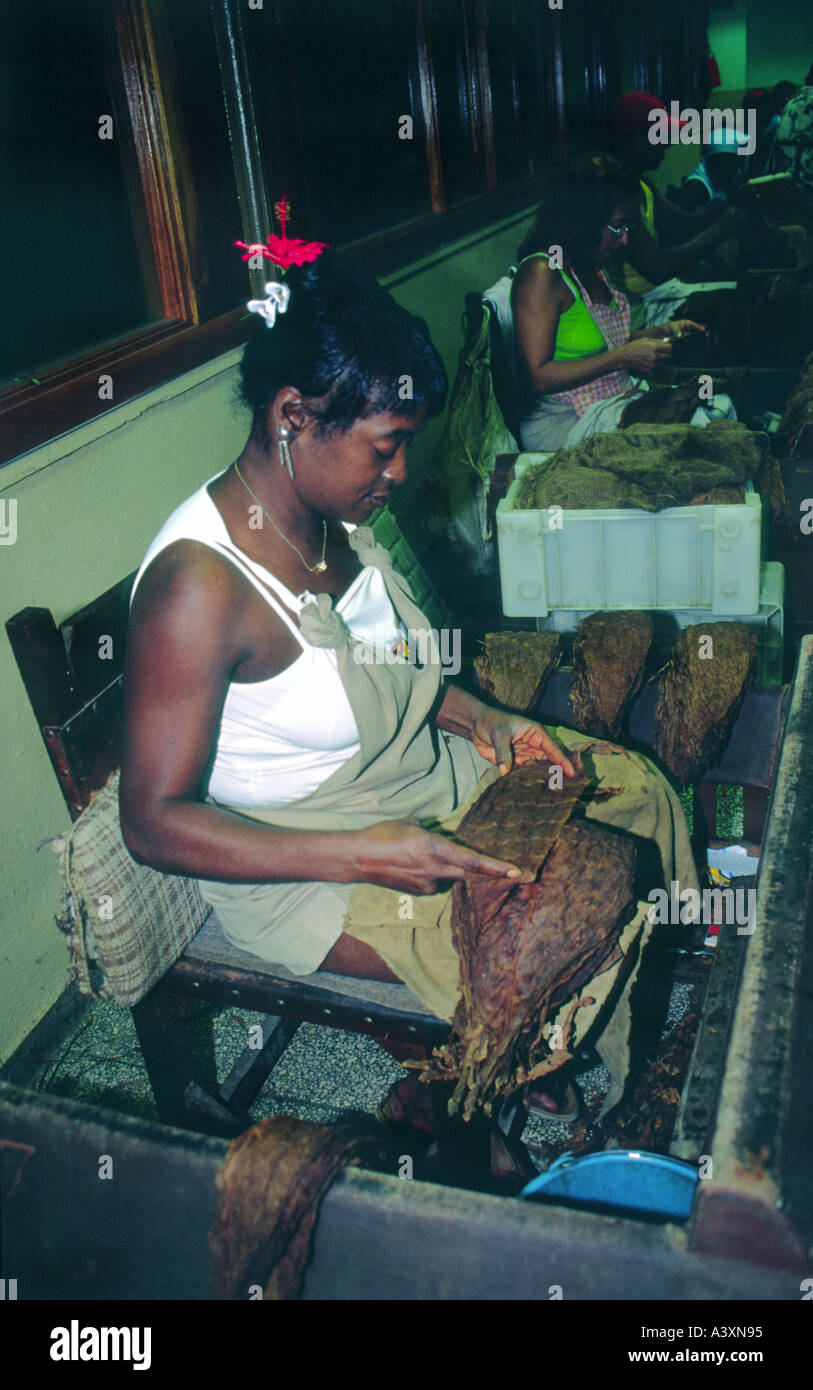 Partagas Cigar Factory in Havana Cuba Stock Photo - Alamy