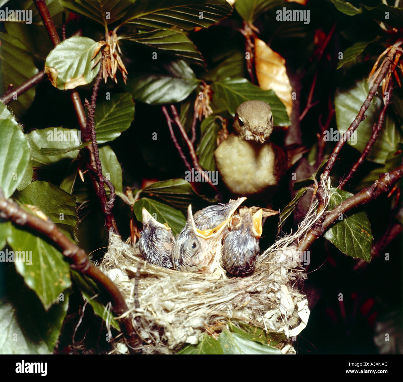 Chicks birds hi-res stock photography and images - Alamy