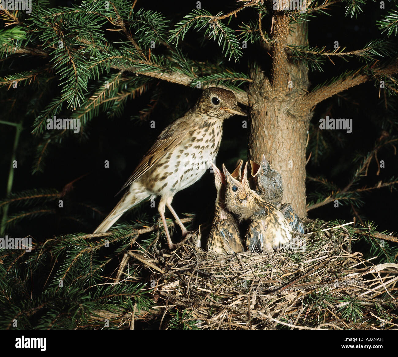 Song thrush chick hi-res stock photography and images - Alamy