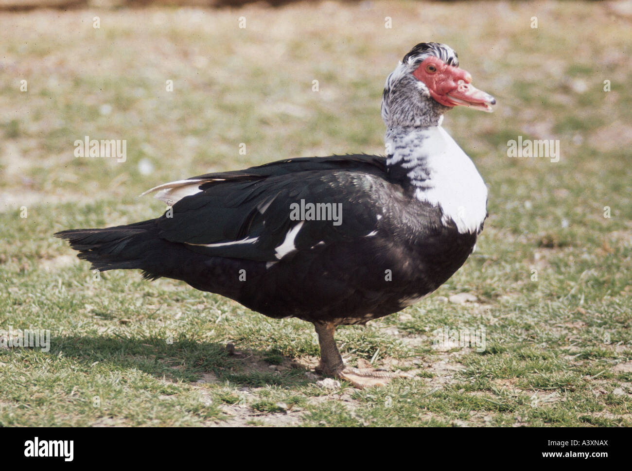 zoology / animals, avian / bird, Muscovy Duck, (Cairina moschata ...