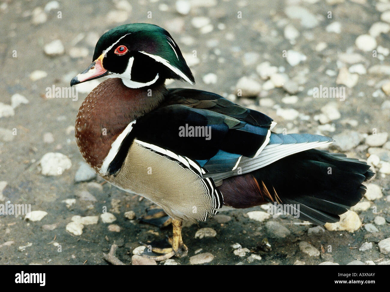Drake standing hi-res stock photography and images - Alamy