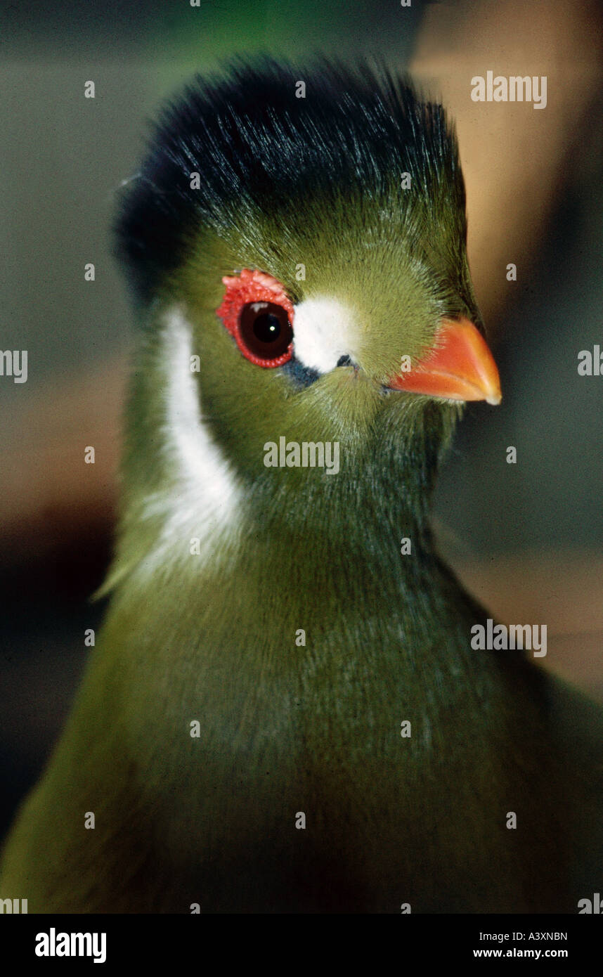 zoology / animals, avian / birds, White-crested Turaco, (Tauraco ...