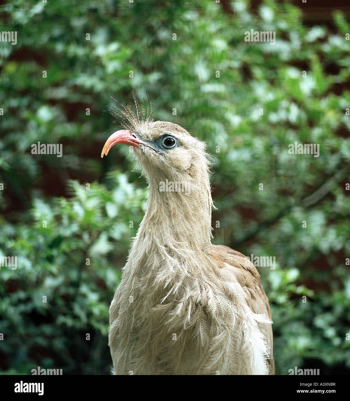 Carama cristata hi-res stock photography and images - Alamy