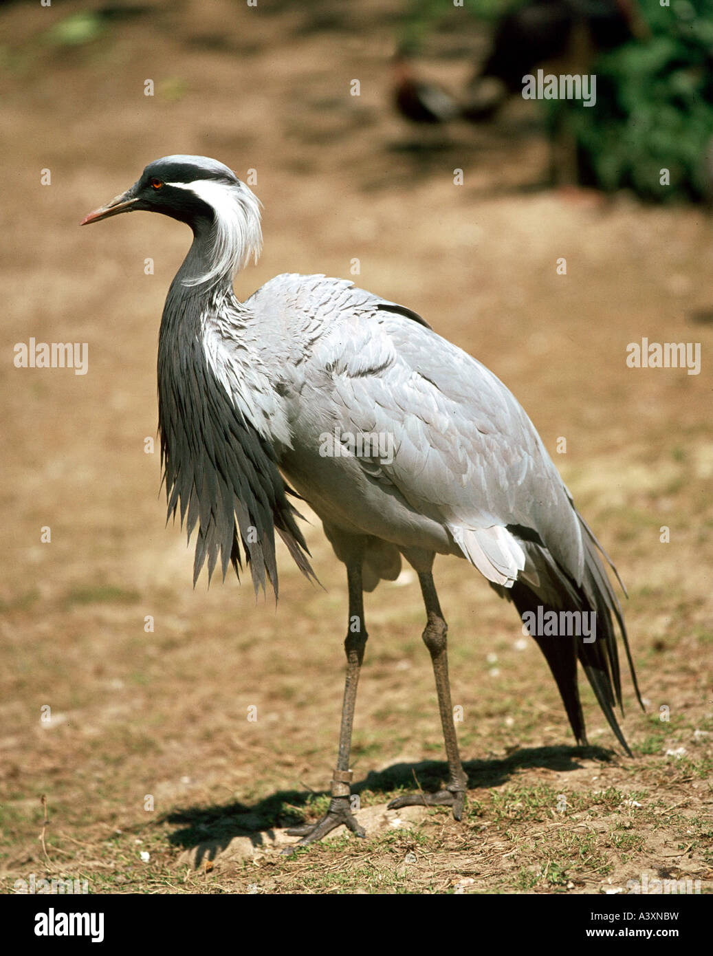 zoology / animals, avian / birds, Demoiselle Crane, (Anthropoides virgo ...