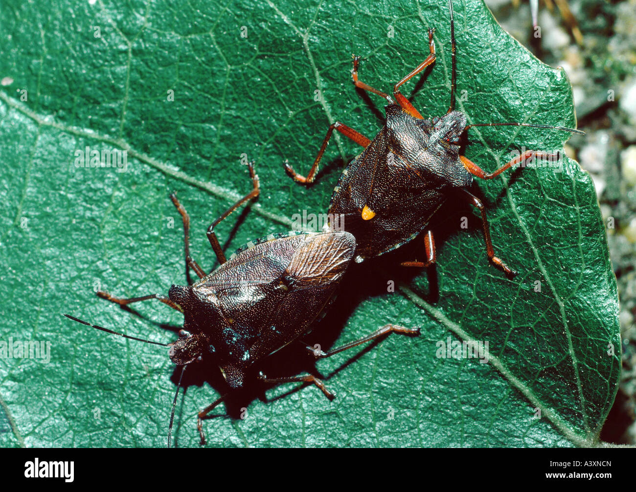 zoology / animals, insect, bugs, Forest bug, (Pentatoma rufipes ...