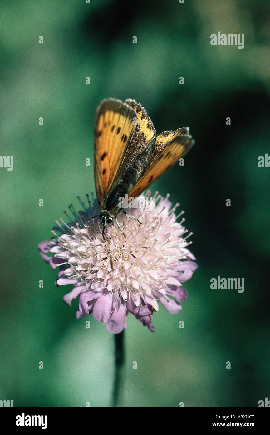 "zoology / animals, insect, butterflies, Small Copper, (Lycaena phlaeas ...