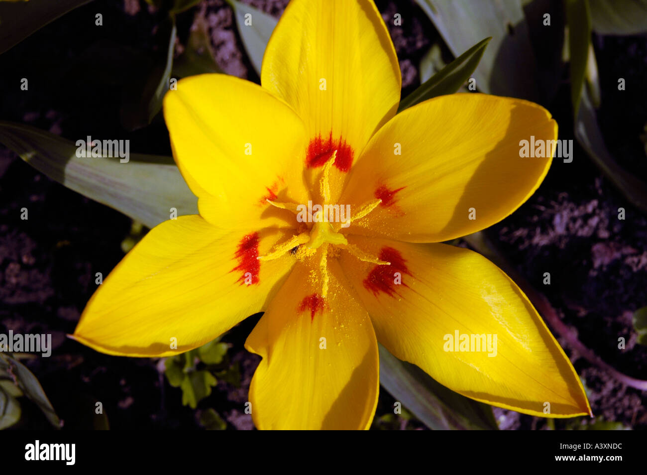 Dwarf tulip in yellow fully opened int he spring sunshine Stock Photo ...
