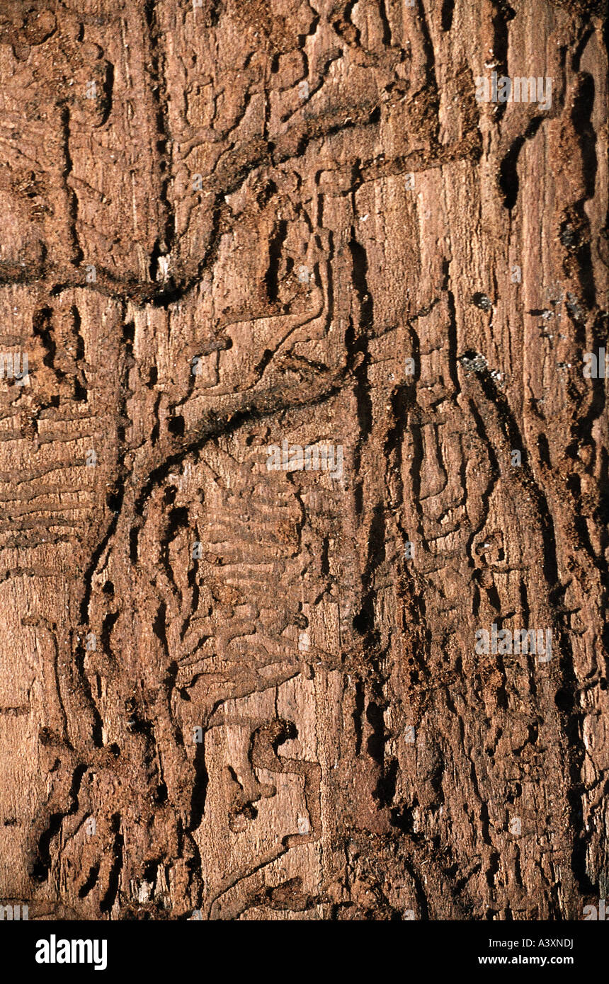 zoology / animals, insect, beetles, Spruce Bark Beetle, (Ips ...