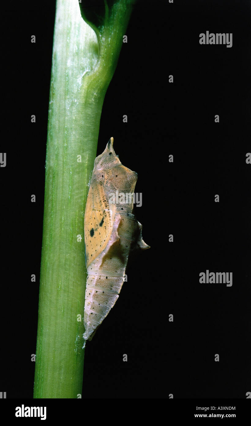 zoology / animals, insect, butterflies, Small White, (Pieris rapae ...