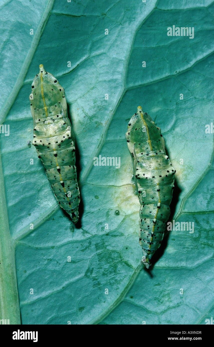 Two pupae at underside of leaf hi-res stock photography and images - Alamy
