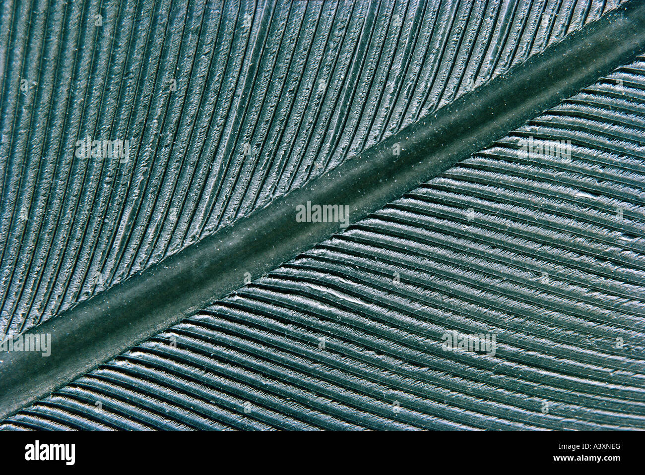 zoology / animals, avian / birds, detail, close-up of a birds feather ...