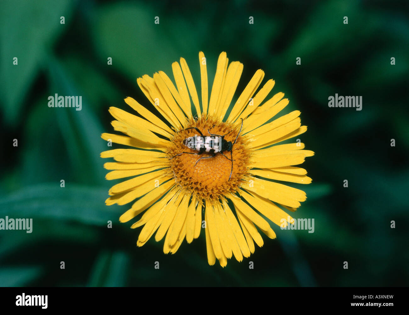 zoology / animals, insect, beetles, Pachytodes cerambyciformis ...