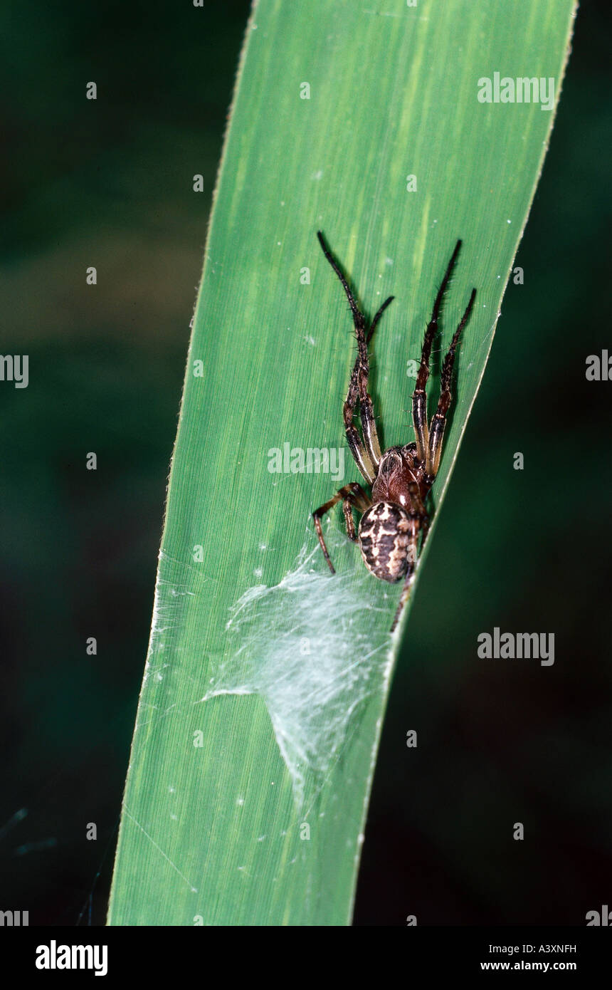 zoology / animals, arachnid, spiders, Furrow Spider, (Nuctenea cornuta ...
