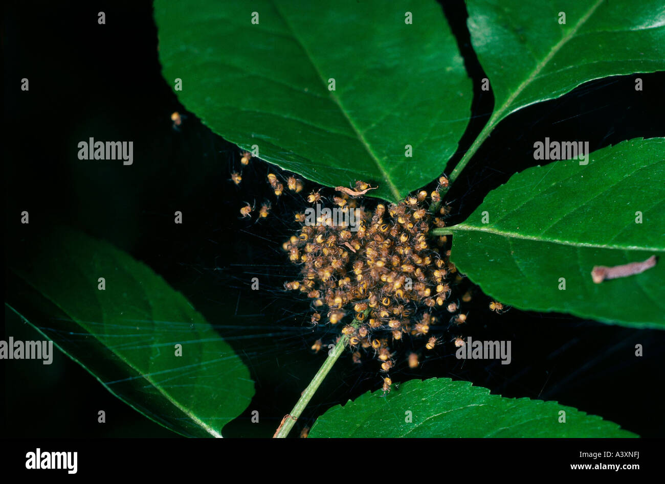 zoology / animals, arachnid, spiders, European garden spider, (Araneus ...