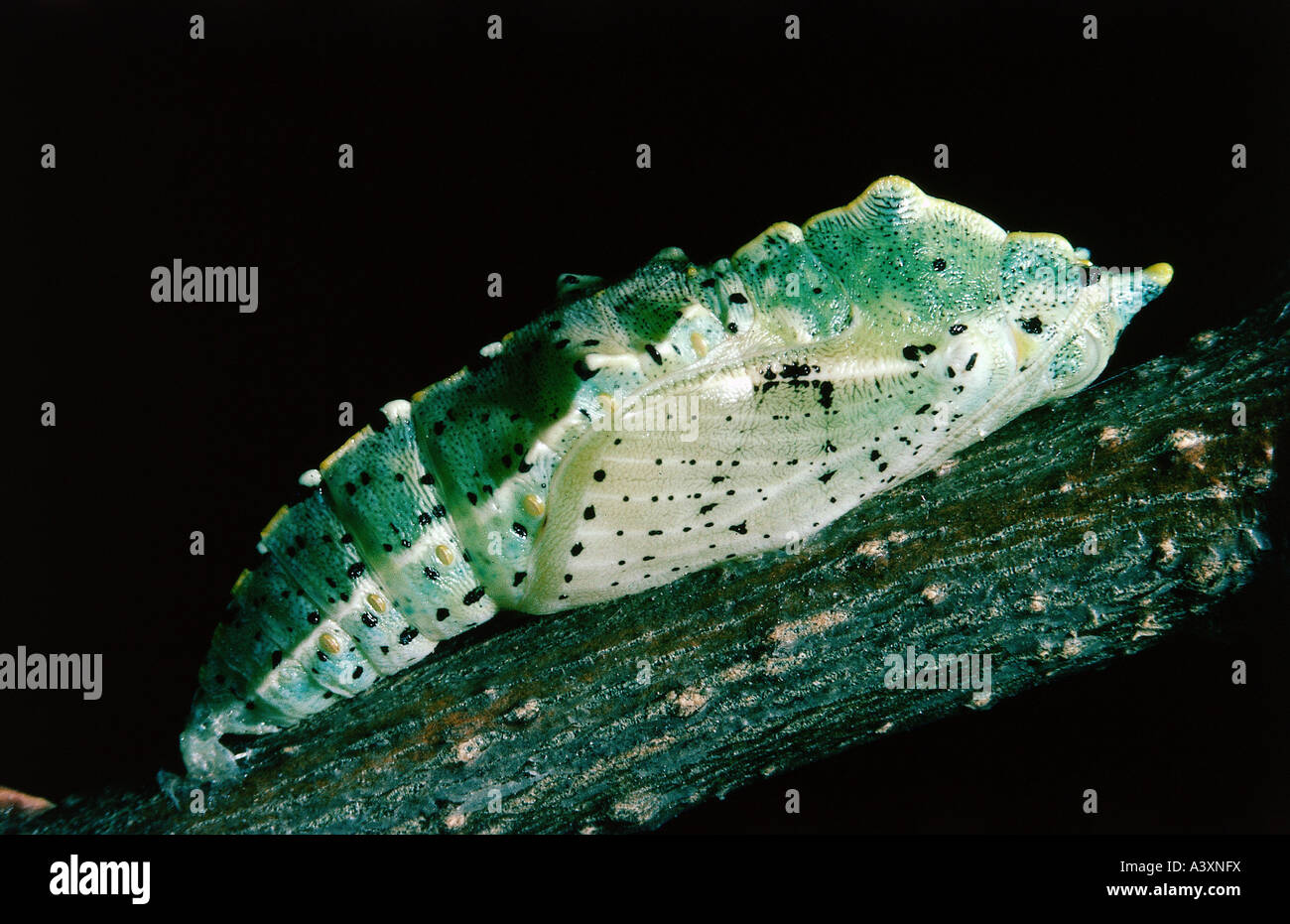 Large white butterfly pupa hi-res stock photography and images - Alamy