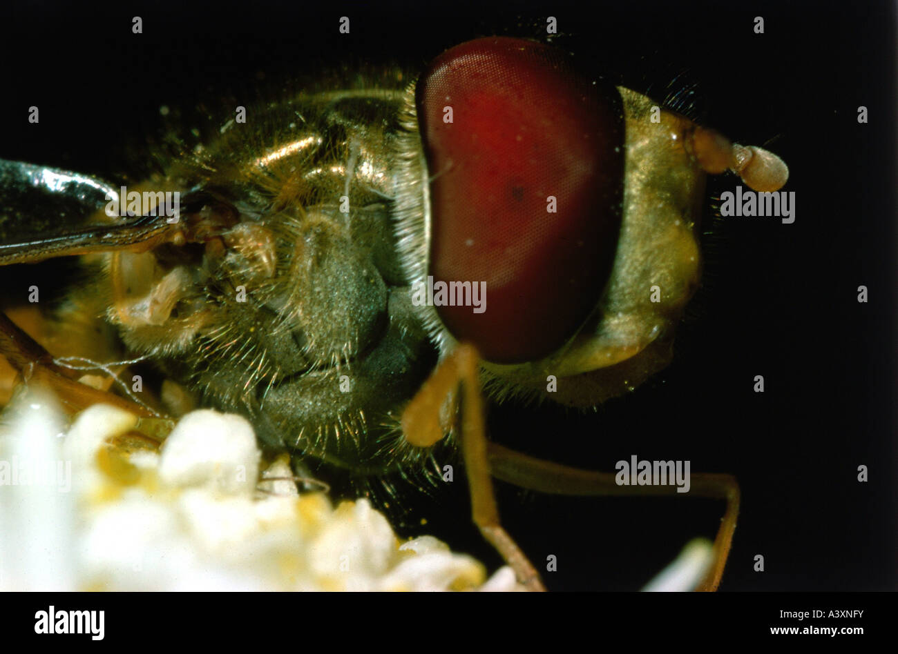 Hoverfly compound eyes hi-res stock photography and images - Alamy