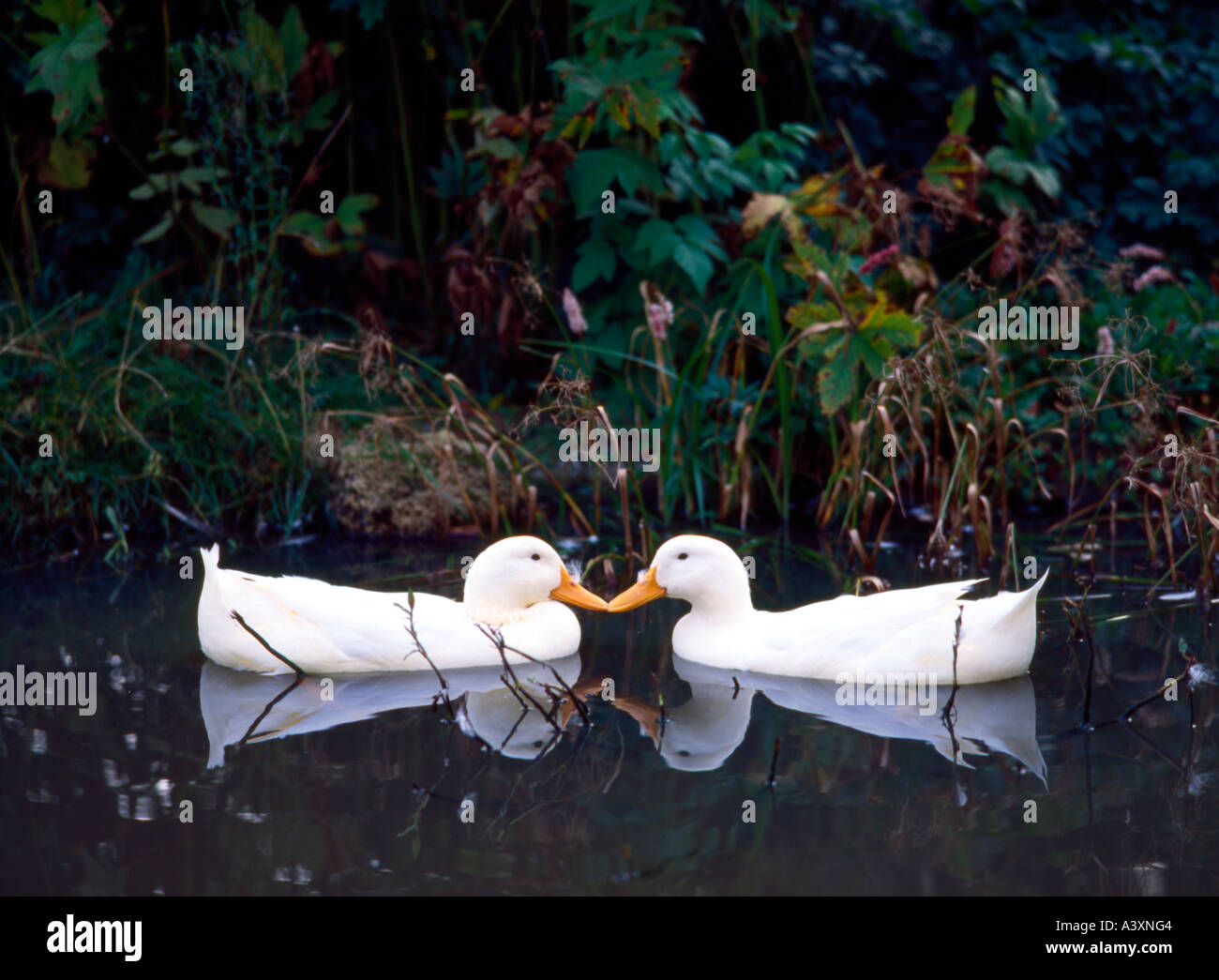 Floatage hi-res stock photography and images - Alamy