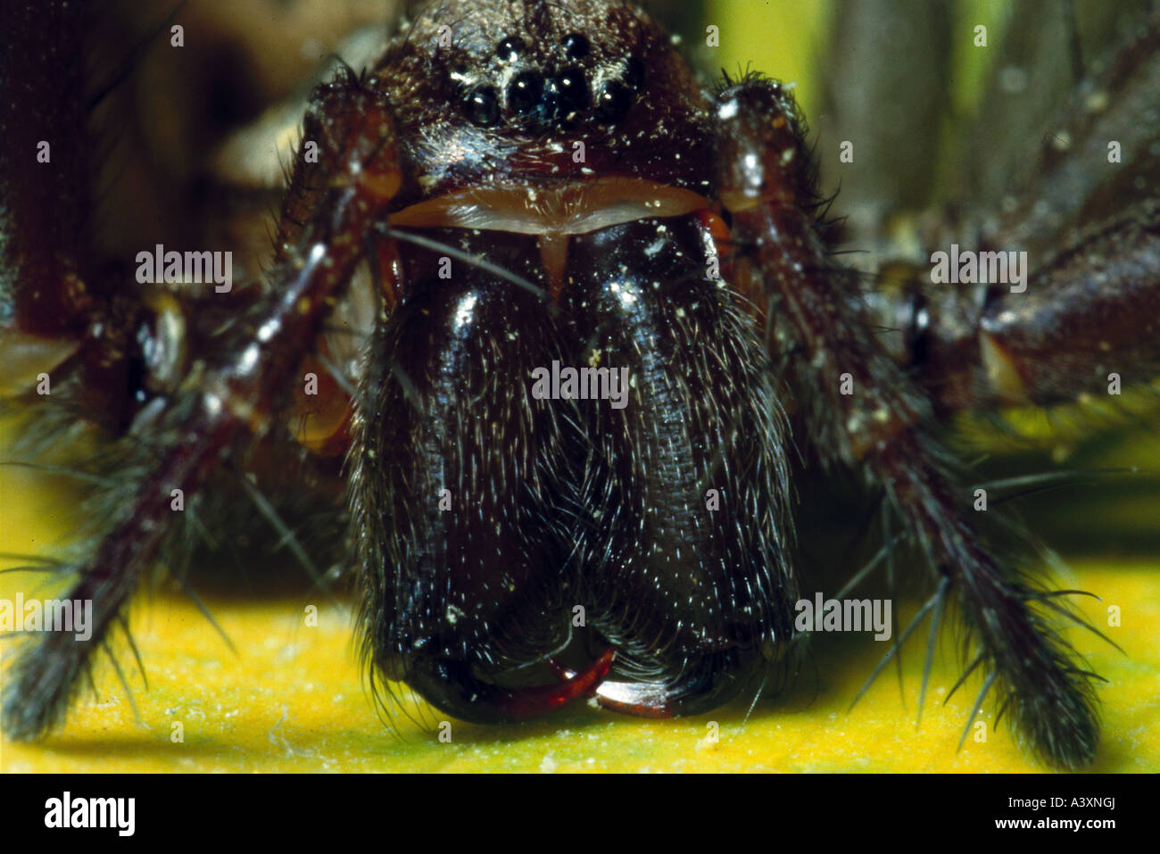 Jaw claw hi-res stock photography and images - Alamy