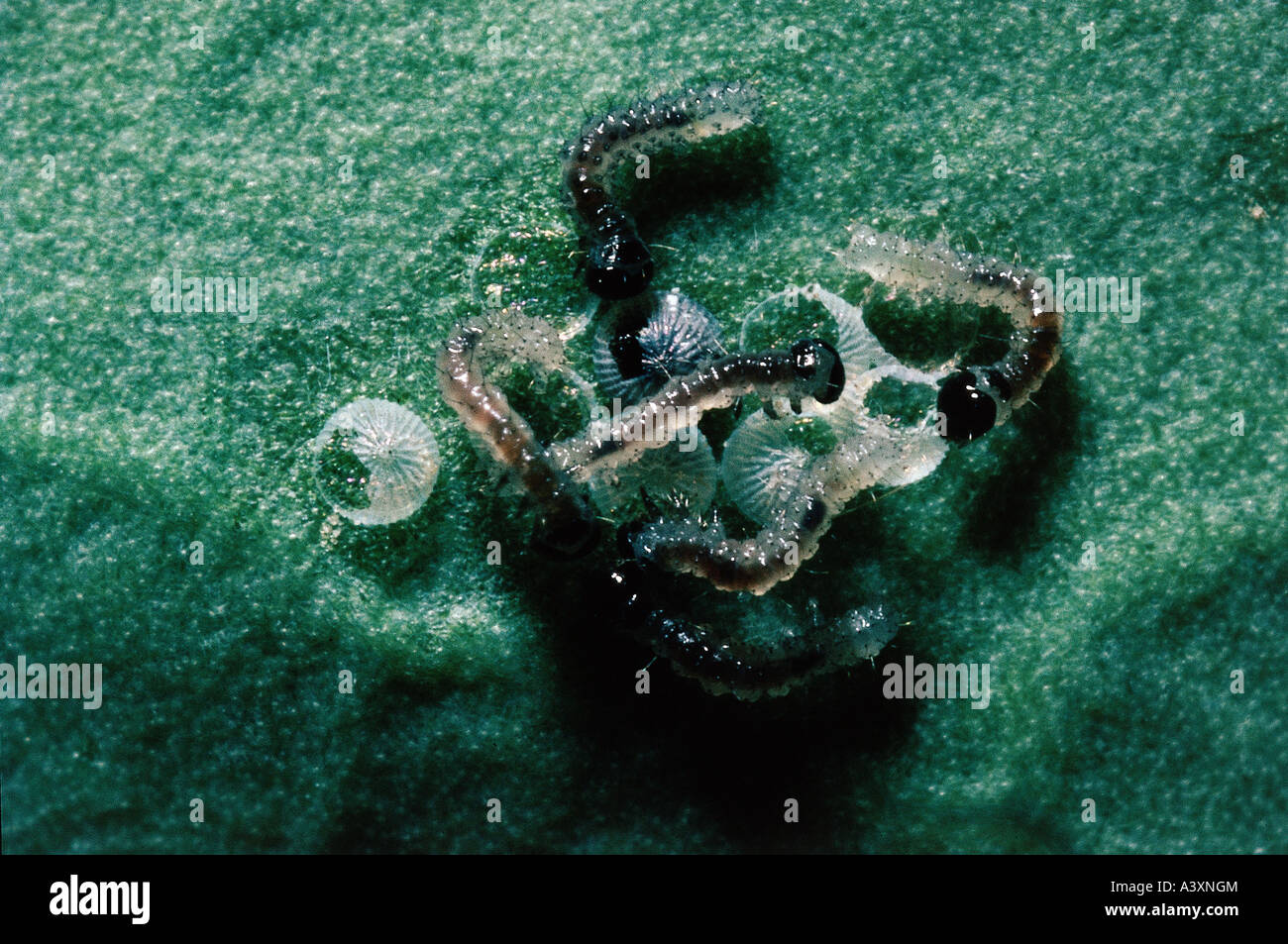 zoology / animals, insect, butterflies, Large White, (Pieris brassicae ...