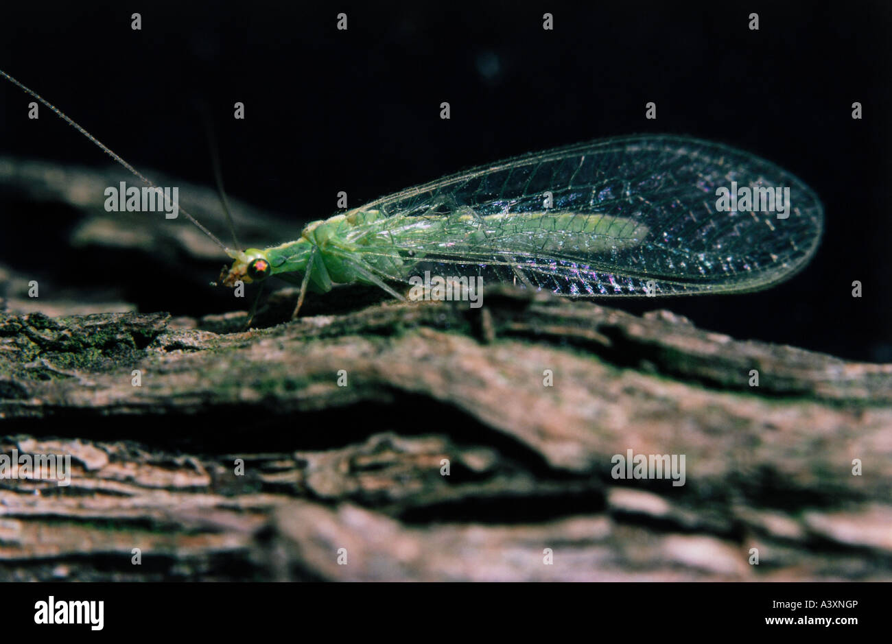 zoology / animals, insects, Chrysopidae, Common Lacewing, (Chrysopa ...