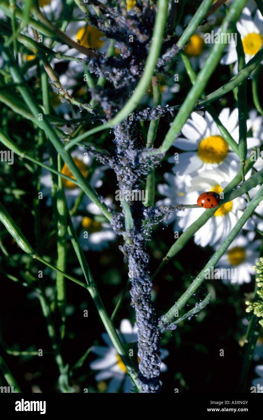 zoology / animals, insects, Aphids, (Aphidina), black Aphids, rape ...