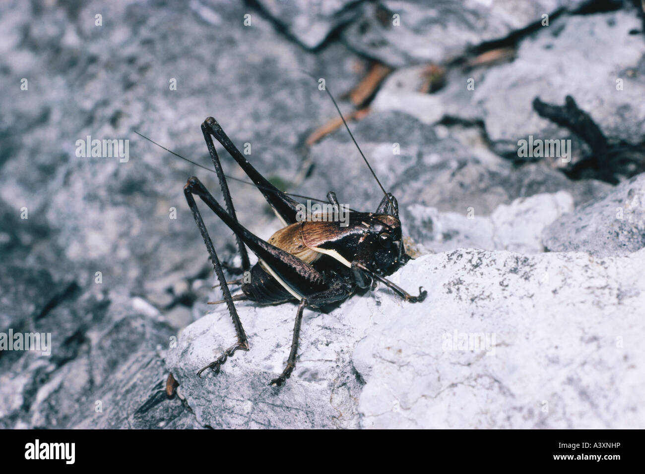 Pholidoptera Aptera Stock Photos & Pholidoptera Aptera Stock Images - Alamy
