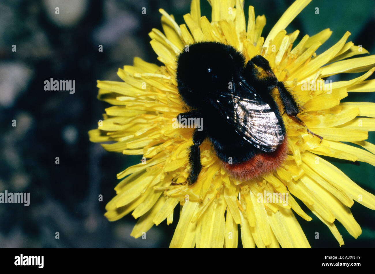 zoology / animals, insects, bumblebees, Red-tailed Bumblebee, (Bombus ...