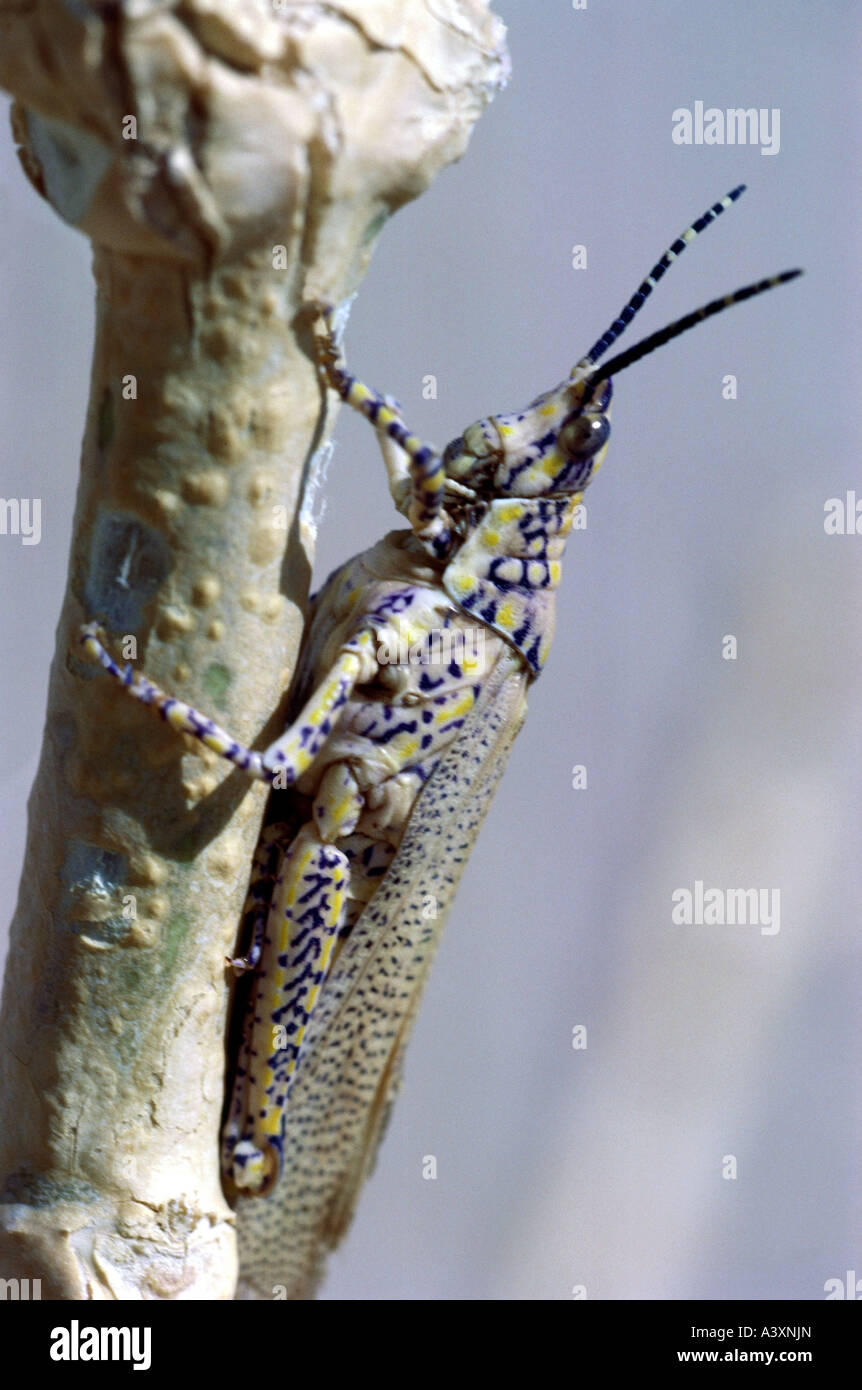 zoology / animals, insects, locusts, locust on branch, Sahara desert ...