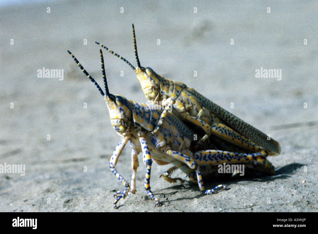 zoology / animals, insects, locusts, two locusts mating, Sahara desert ...
