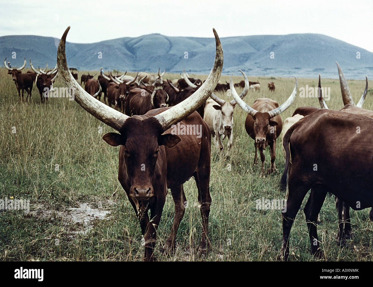 zoology / animals, mammal / mammalian, cattle, (Bos), cattle, (Bos ...