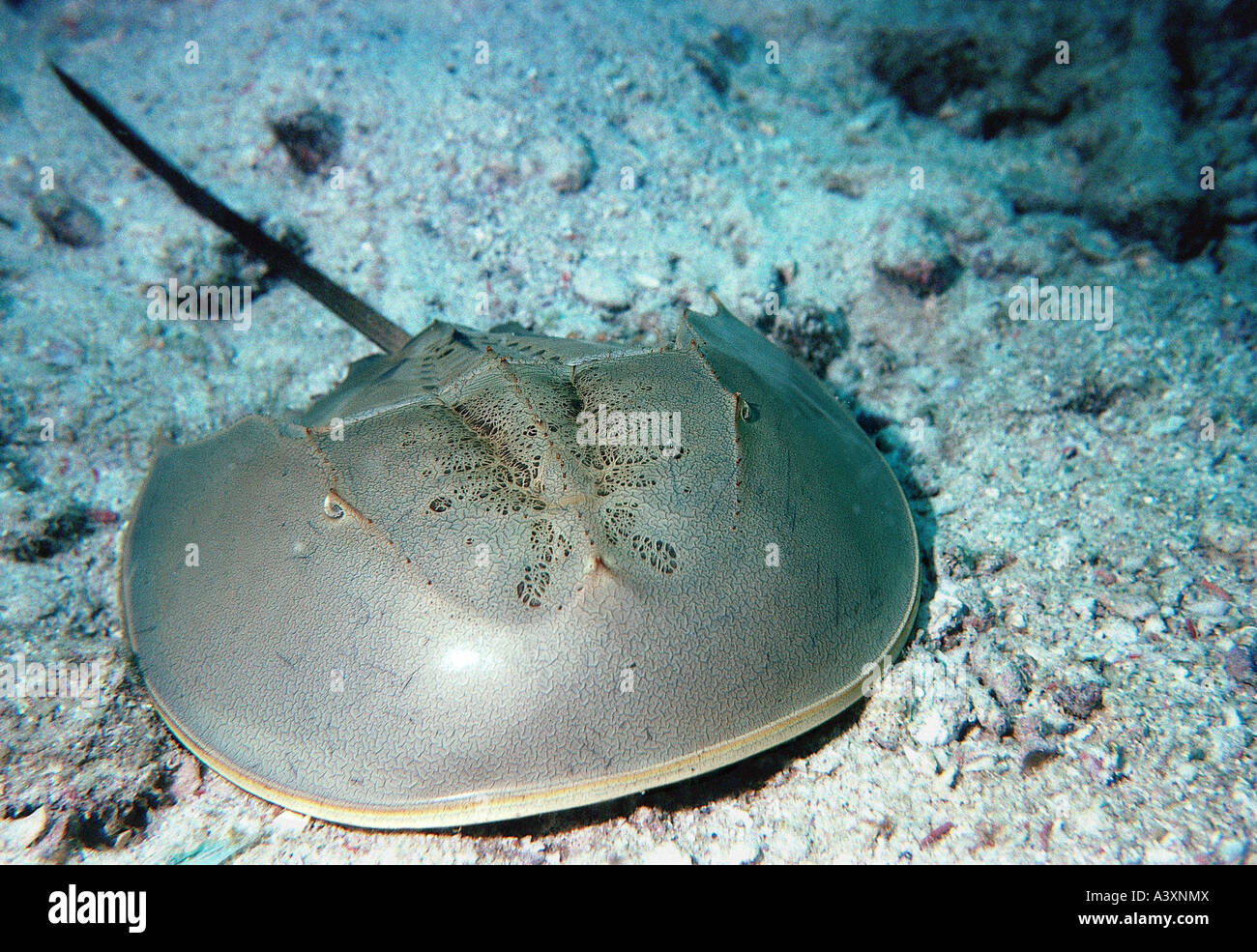 Horseshoe Crab Crustacean at Christy Redfield blog