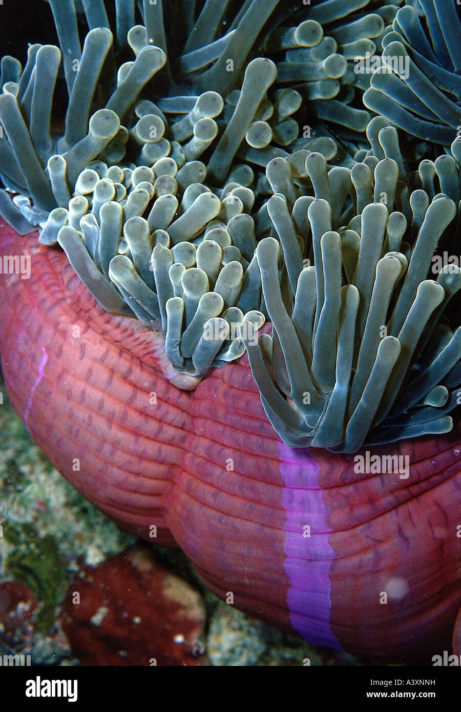 zoology / animals, cnidaria, Magnificent Sea Anemone, (Heteractis ...