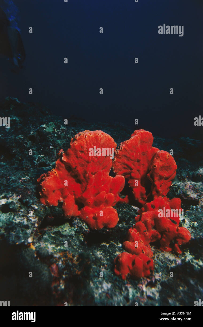 zoology / animals, Sea sponges, Boring sponge, (Cliona vastifica ...