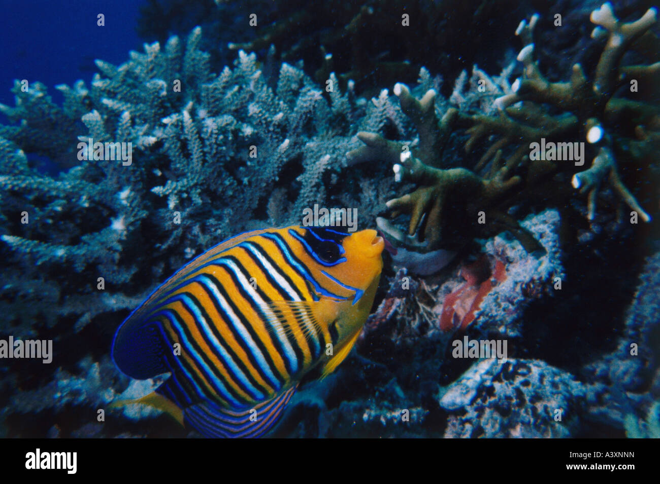 Regal angel hi-res stock photography and images - Alamy