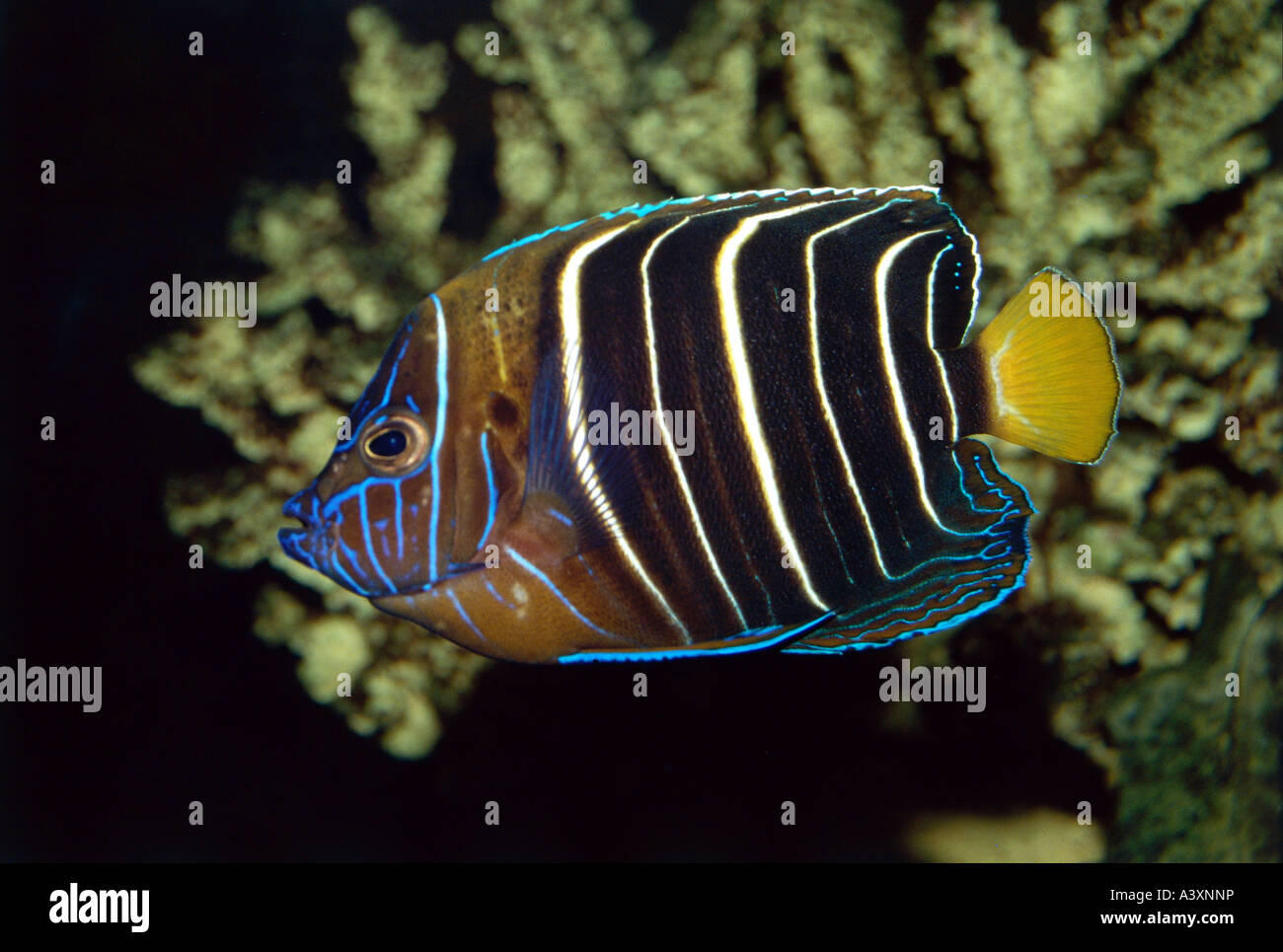 zoology / animals, fish, angel fish, Angelfish, animal Stock Photo - Alamy