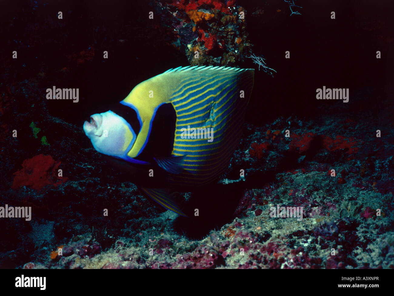 zoology / animals, fish, angel fish, Emperor angelfish, (Pomacanthus ...