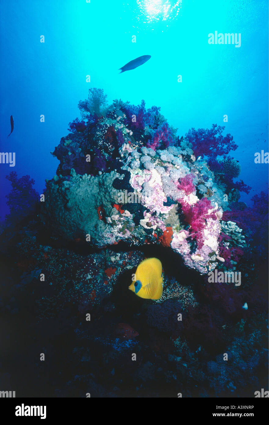 Butterfly hooded butterflyfish hi-res stock photography and images - Alamy